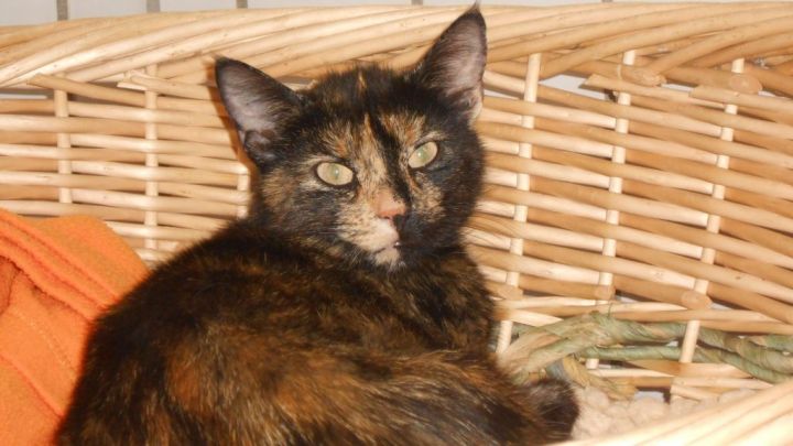 Tier der Woche: Katze Lilly sucht ein Zuhause
