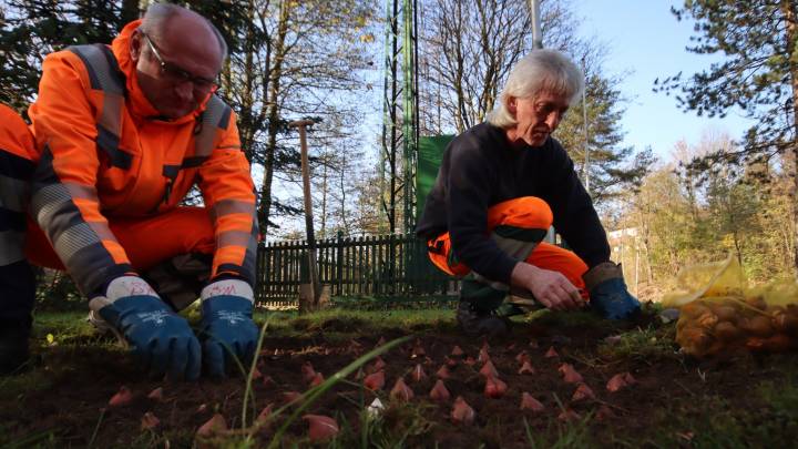 Bauhof-Trupp „impft“ Park mit Frühling - „Tuffs“
